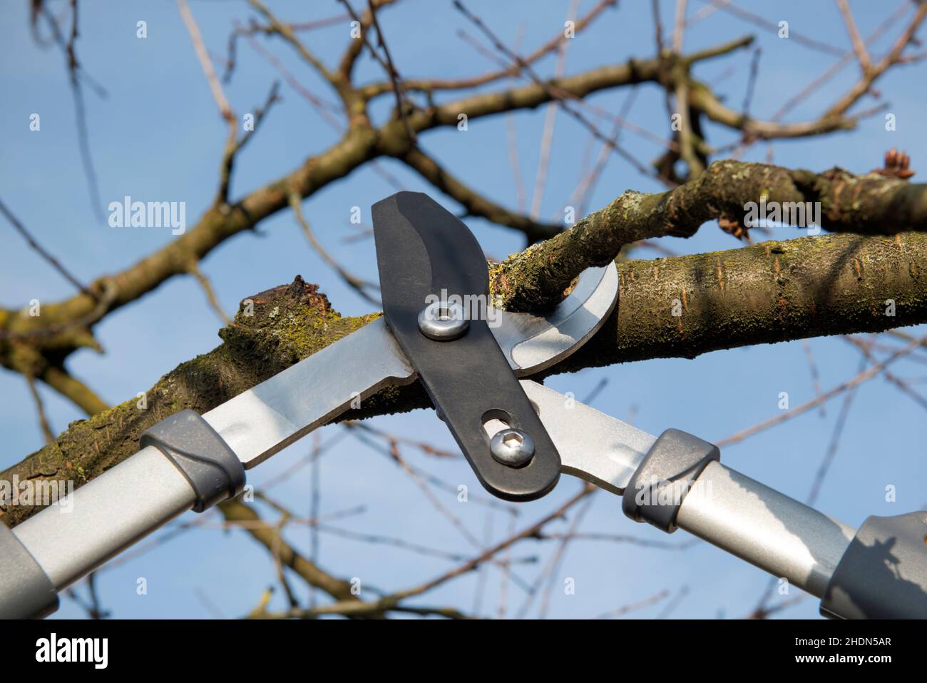 pruning, tree shears, tree shear Stock Photo - Alamy