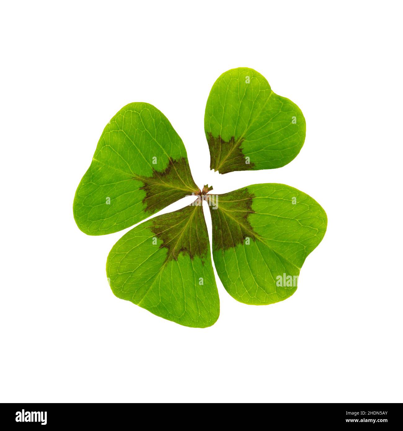 cloverleaf, colver, cloverleafs, colvers Stock Photo - Alamy