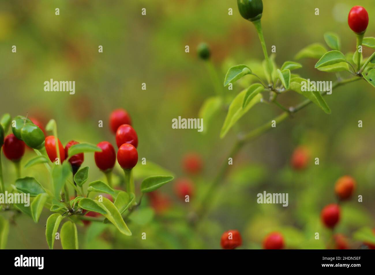 Native Pepper of Texas Chiltepin Pepper Capsicum annuum var ...