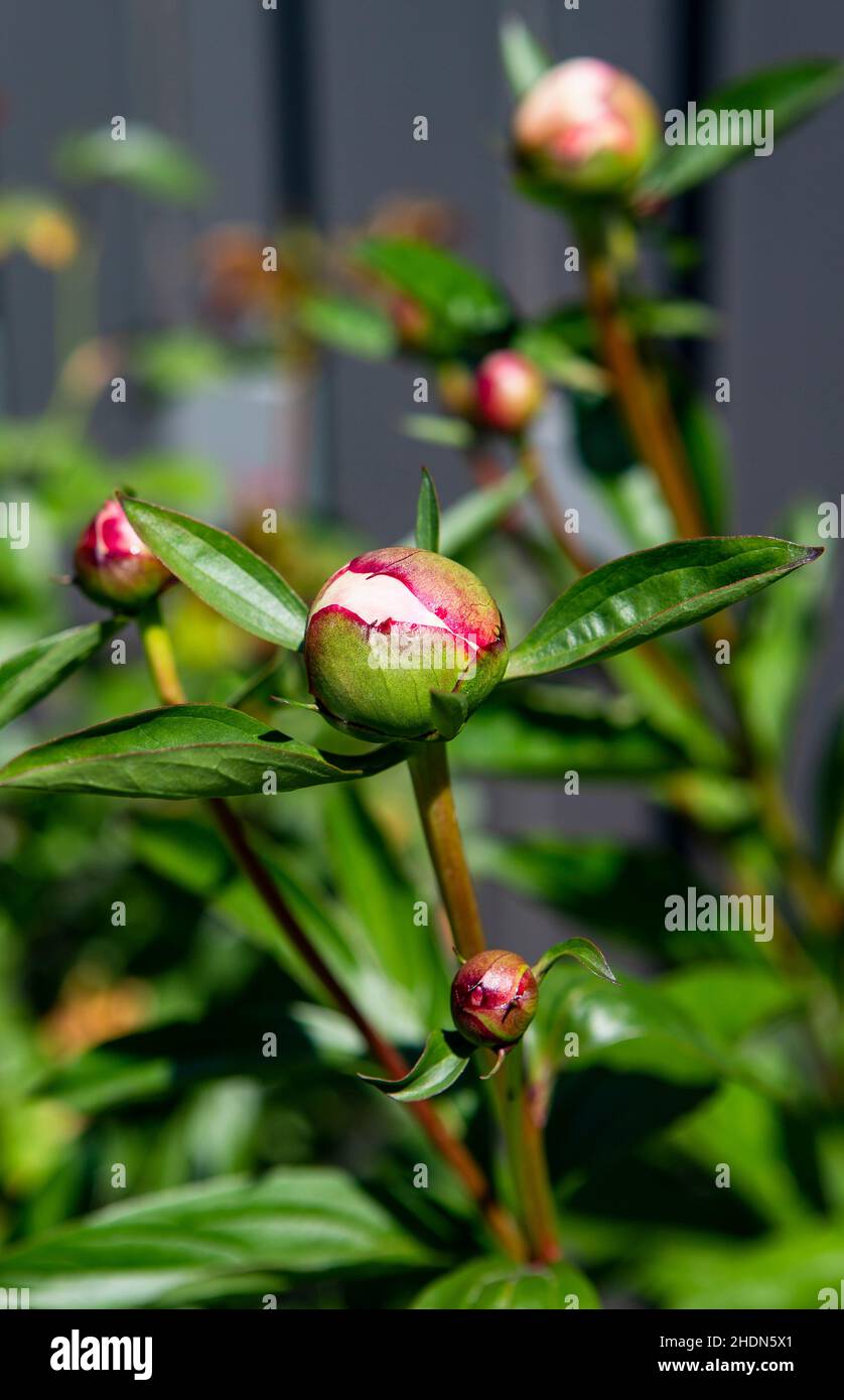 bud, peony, buds, paeony, peonies Stock Photo - Alamy