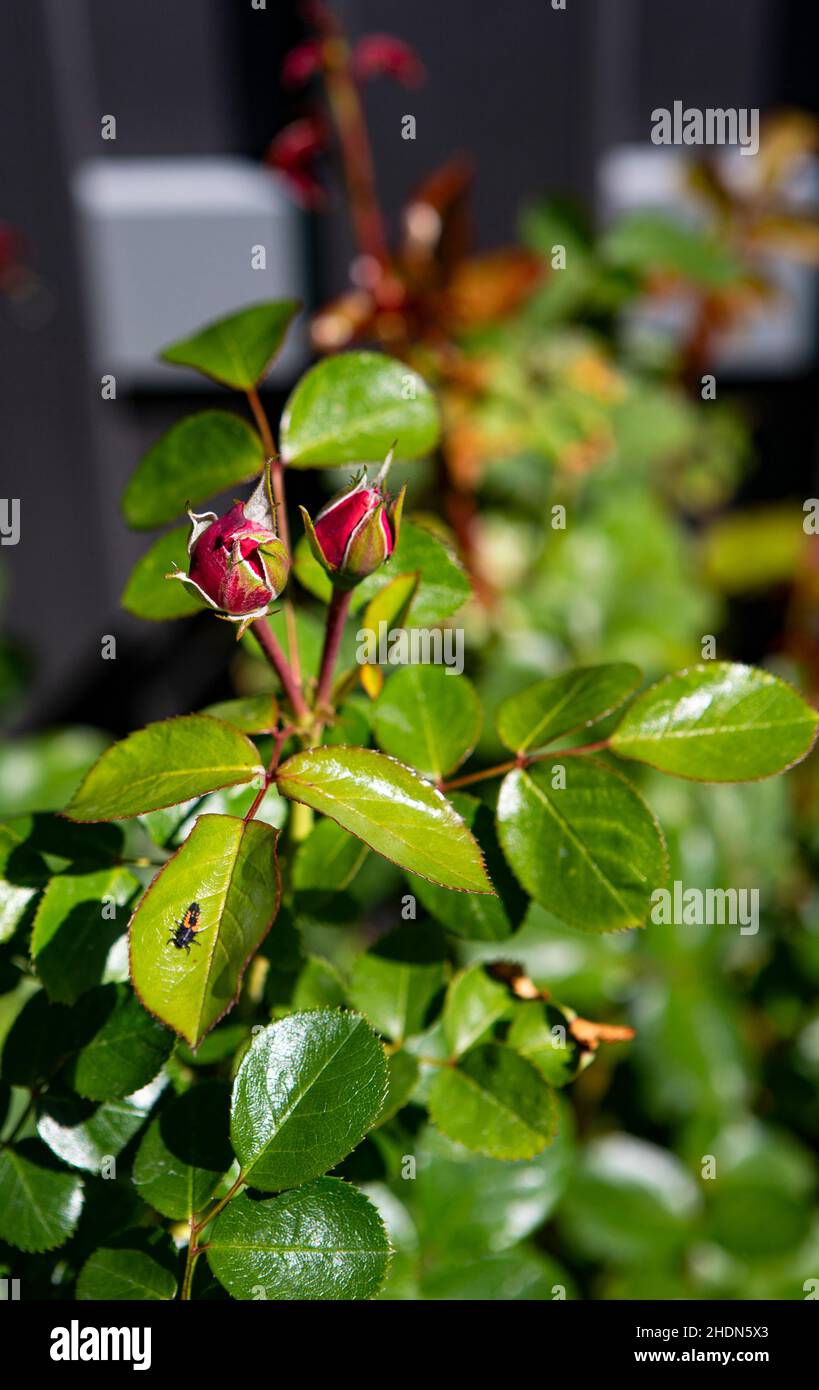 rose, bud, roses, buds Stock Photo - Alamy