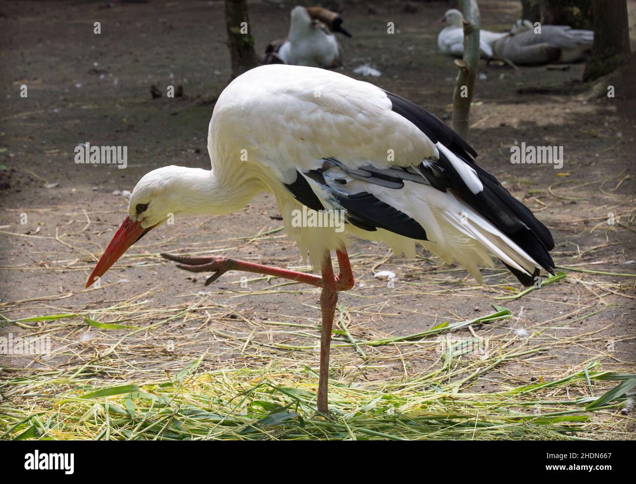 balance, white stork, balances, white storks Stock Photo - Alamy