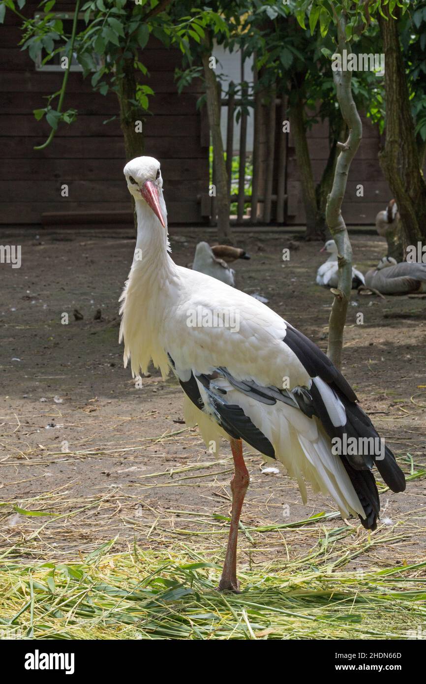 Ciconiiformes birds hi-res stock photography and images - Alamy