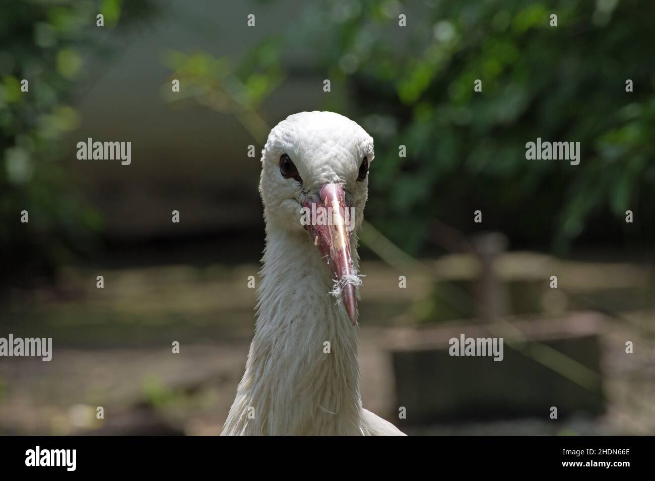 white stork, animal portrait, white storks, animal portraits Stock ...