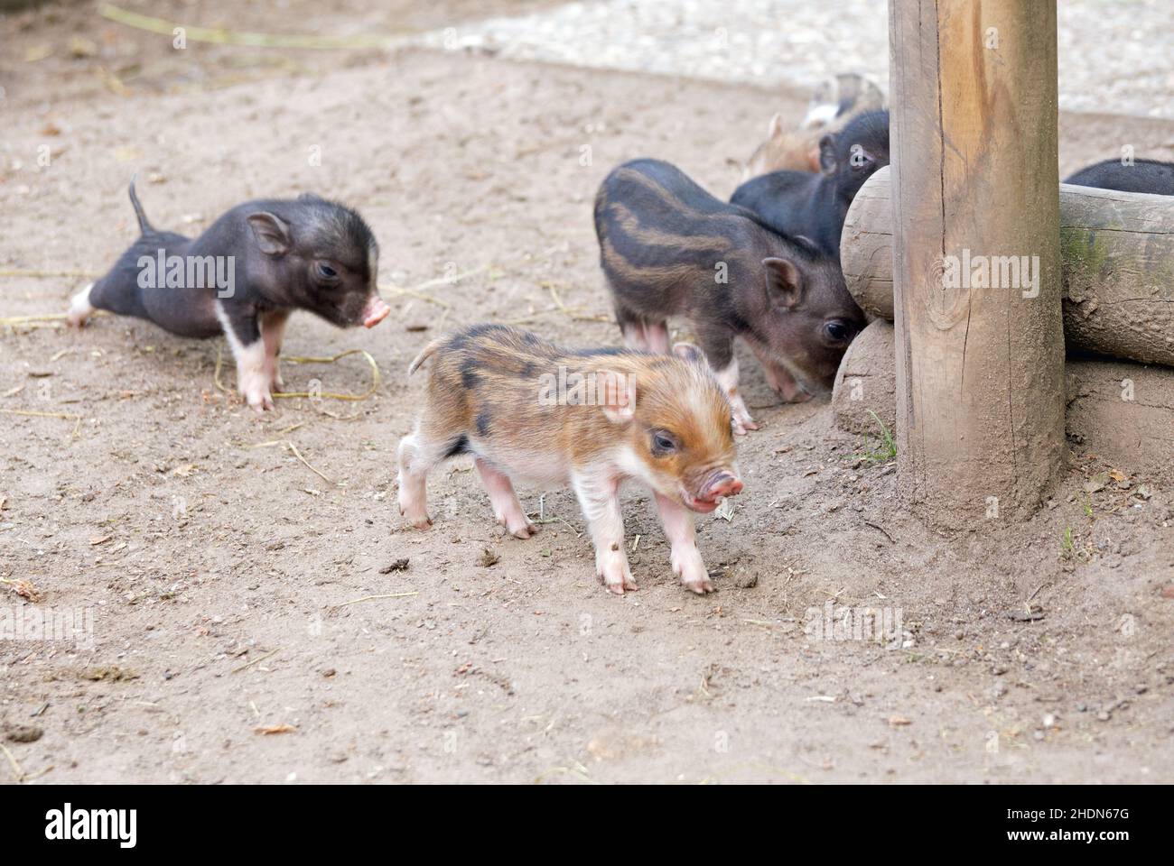piglet, pig, piglets, pigs Stock Photo - Alamy