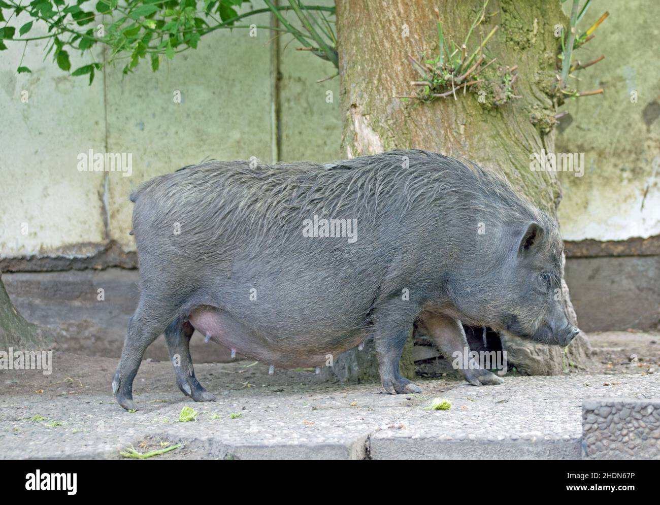 Rambling pigs hi-res stock photography and images - Alamy