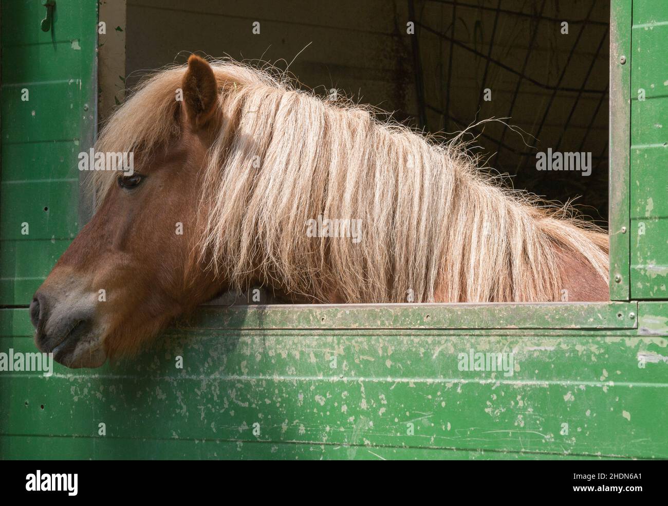 barn, icelandic horse, barns, islandponies Stock Photo - Alamy