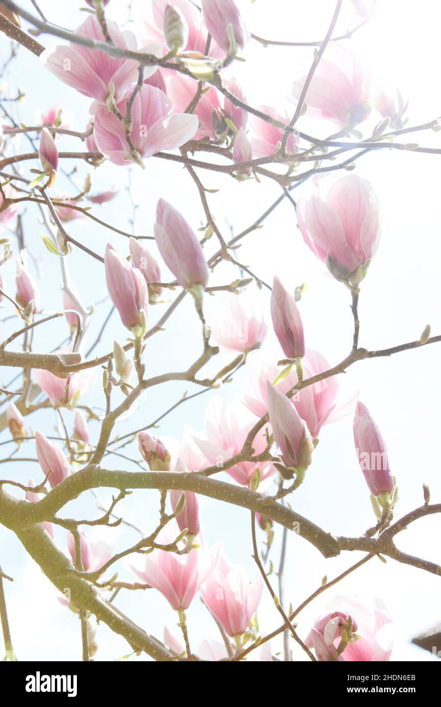 magnolia, magnolia tree, magnolias, magnolia trees Stock Photo - Alamy