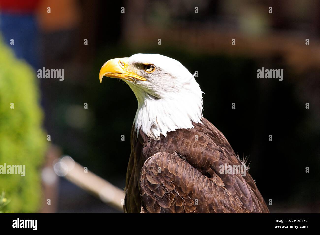 eagle, bald eagle, eagles, bald eagles Stock Photo - Alamy
