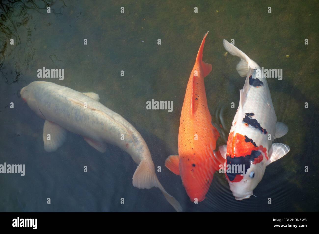 fish, koi, fishes, kois Stock Photo - Alamy