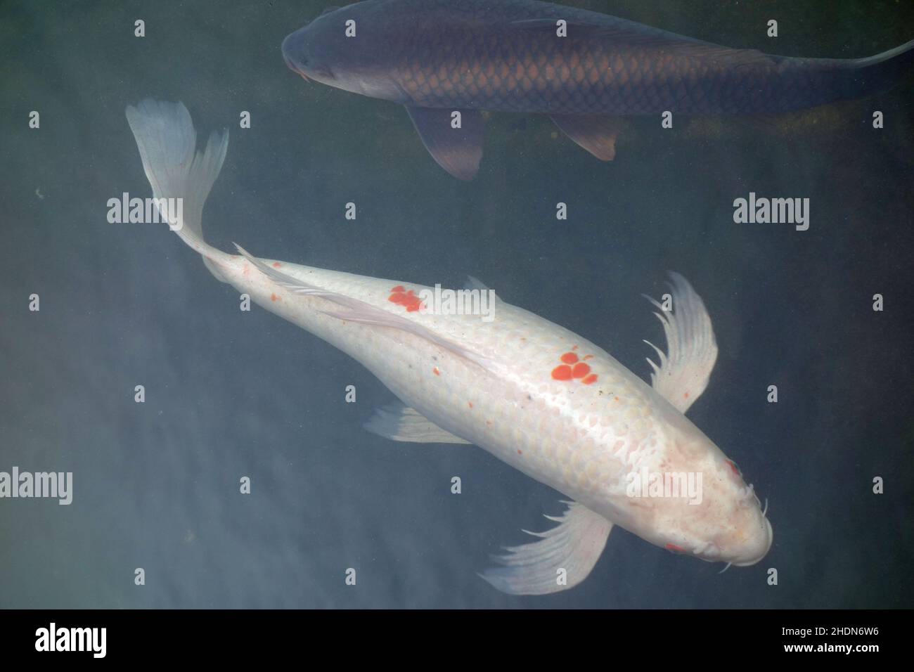 fish, koi, fishes, kois Stock Photo - Alamy
