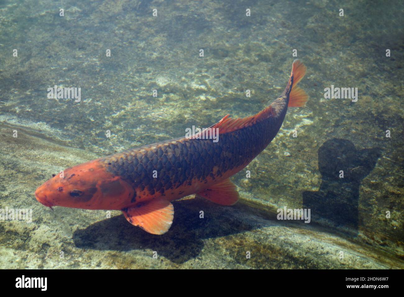 fish, koi, fishes, kois Stock Photo - Alamy