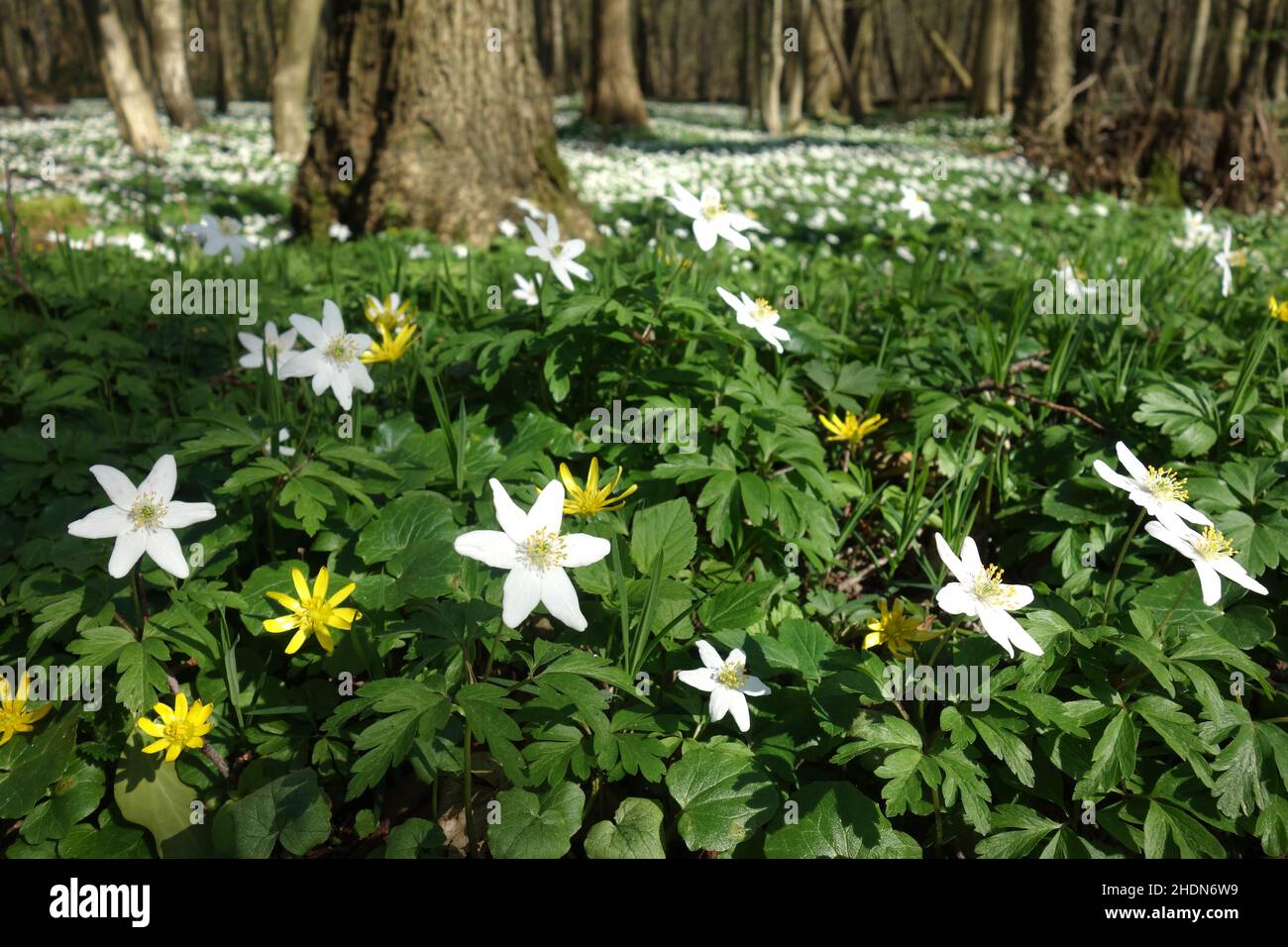 Grove windflower hi-res stock photography and images - Alamy