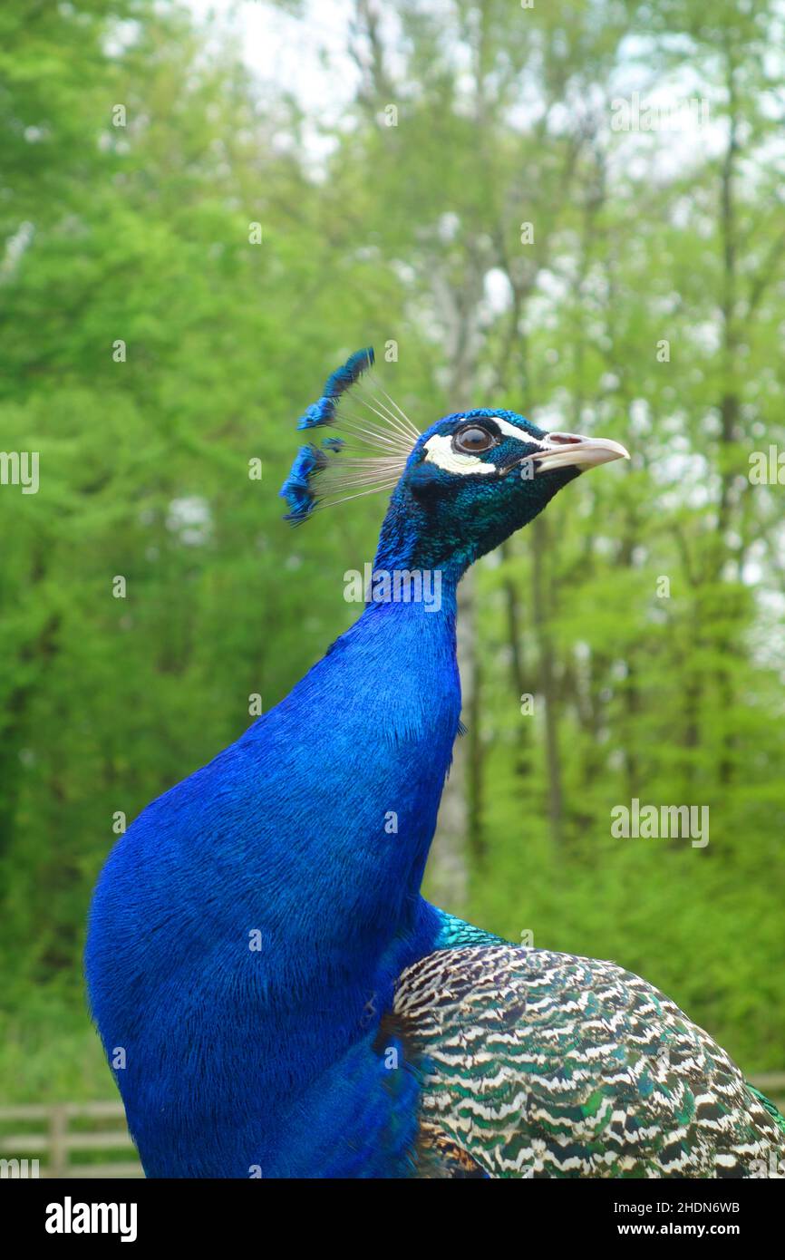 Peacock colors hi-res stock photography and images - Alamy