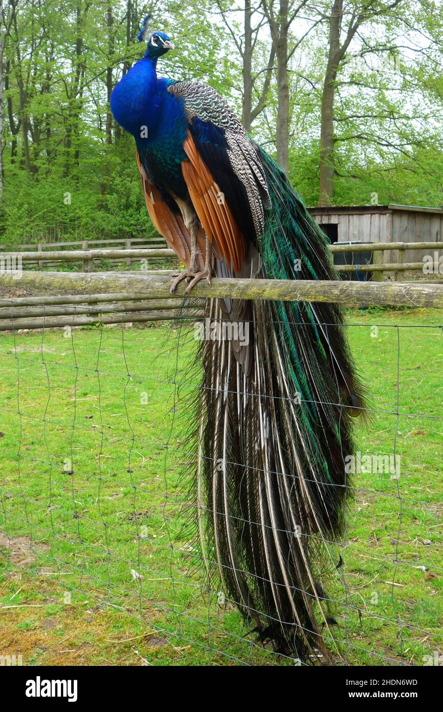 Sitting peacock hi-res stock photography and images - Alamy