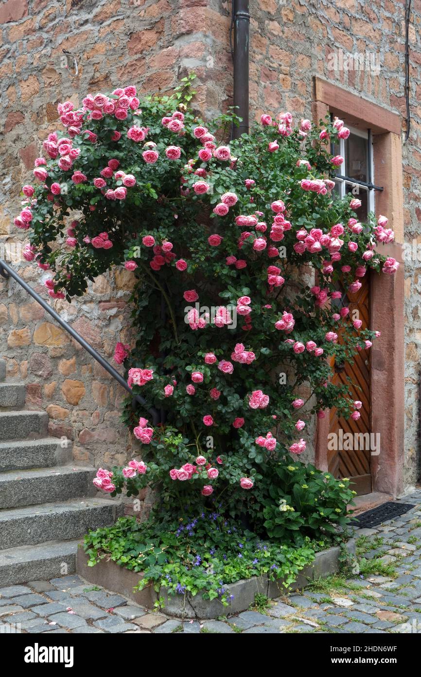 rose shrub, climbing rose, rose shrubs, climbing roses Stock Photo - Alamy