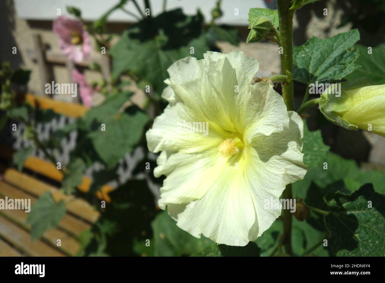 Roses stock hi-res stock photography and images - Alamy