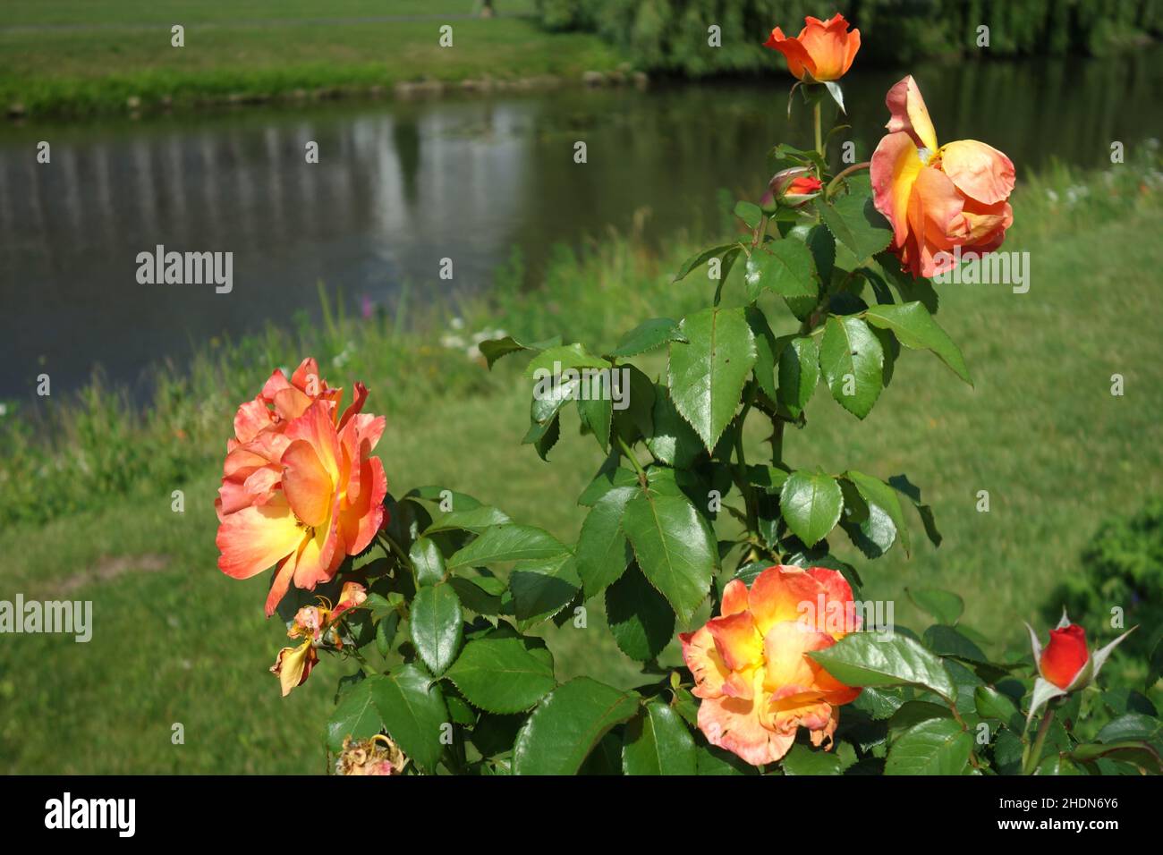 Rose on river hi-res stock photography and images - Alamy