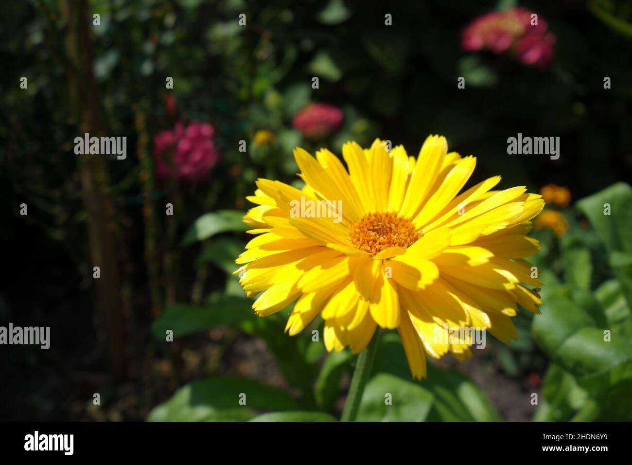 Warm colors of marigolds hi-res stock photography and images - Alamy