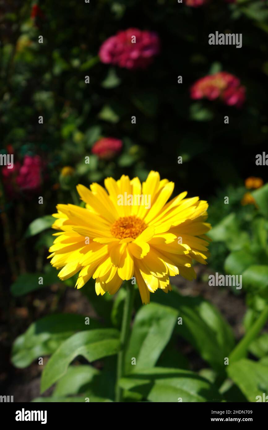 Warm colors of marigolds hi-res stock photography and images - Alamy