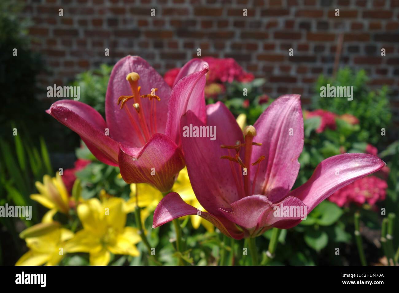 Cut lilies hi-res stock photography and images - Alamy