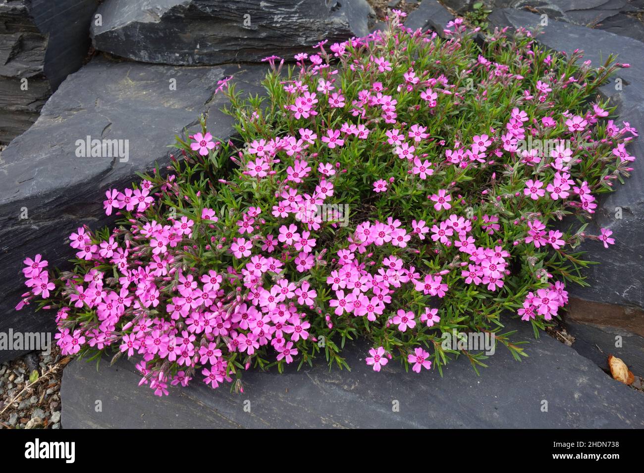 phlox, phlox flower, phloxs, phlox flowers Stock Photo - Alamy