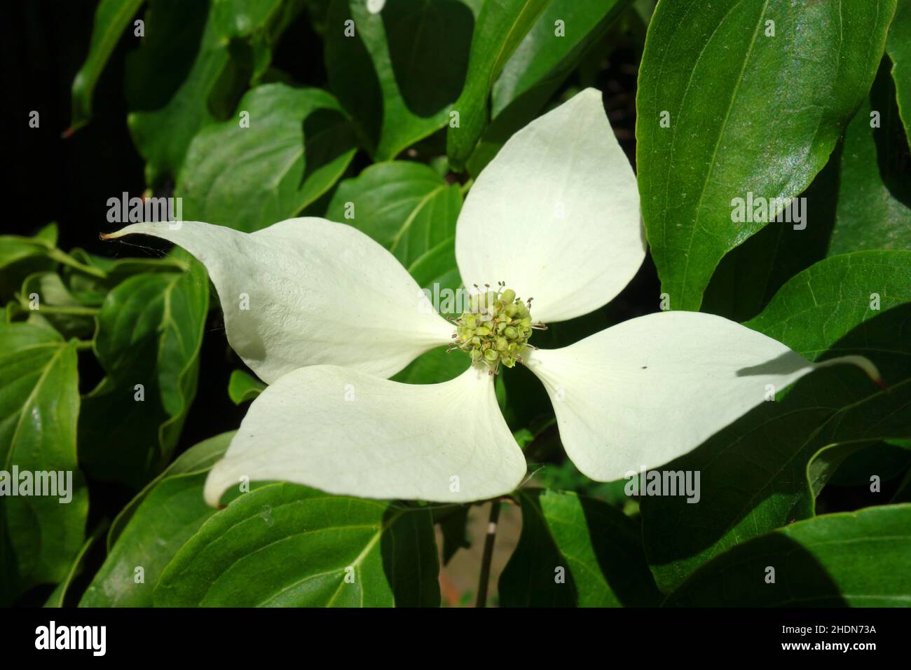 handkerchief tree, pocket handkerchief tree, davidia involucrata, dove ...