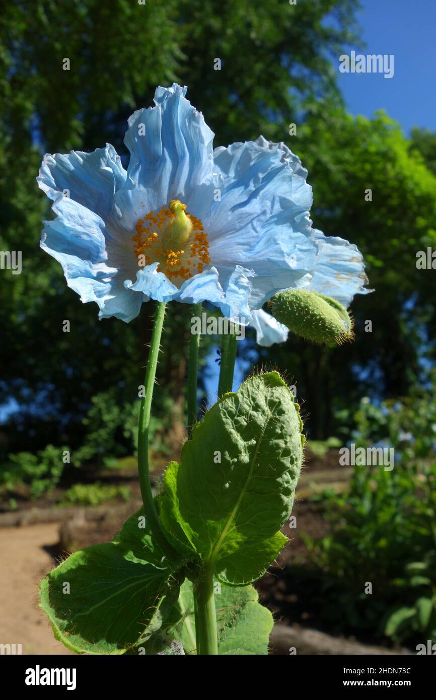meconopsis, blue poppy Stock Photo - Alamy