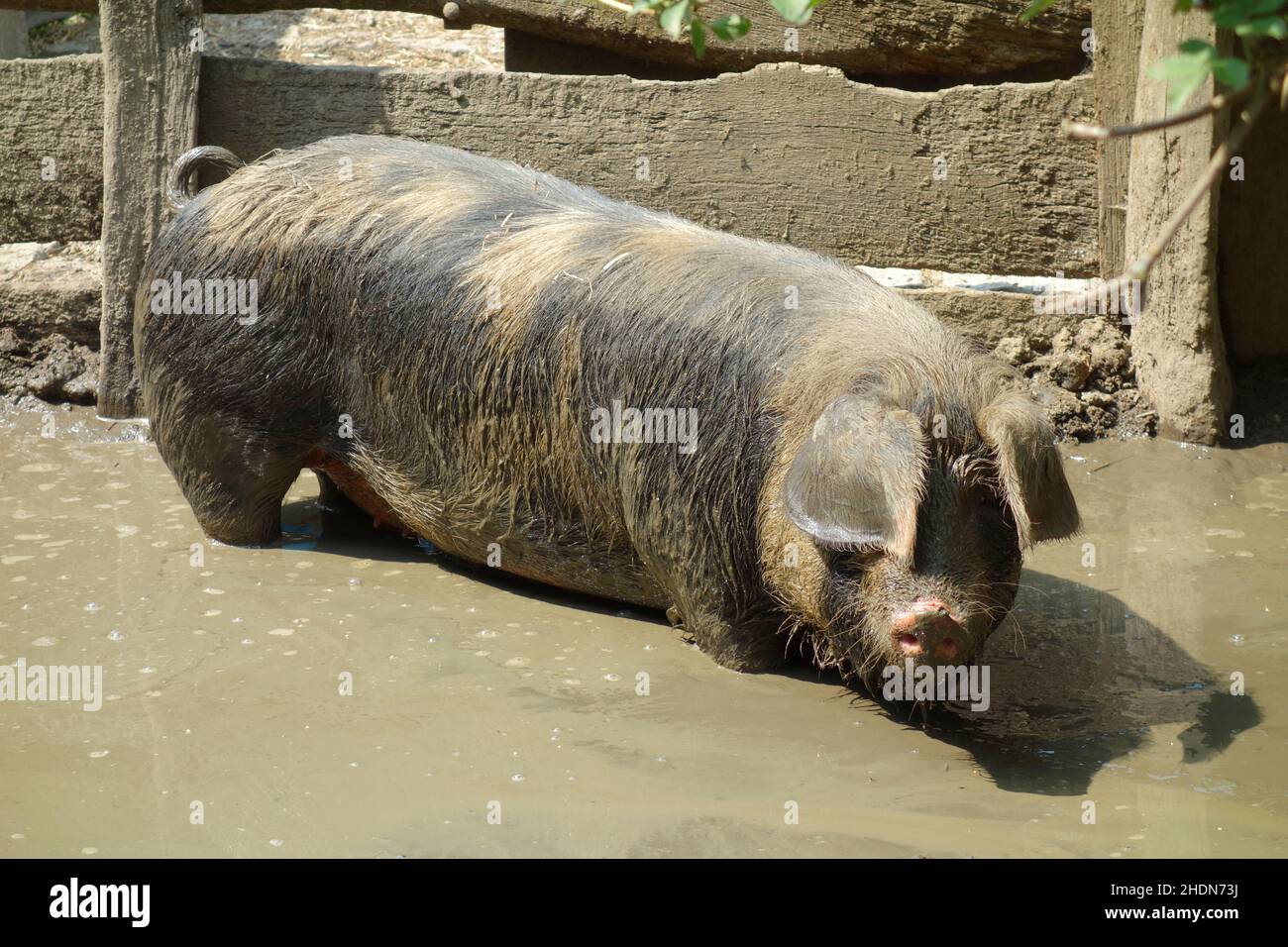domestic pig, wallow, domestic pigs, wallows Stock Photo - Alamy