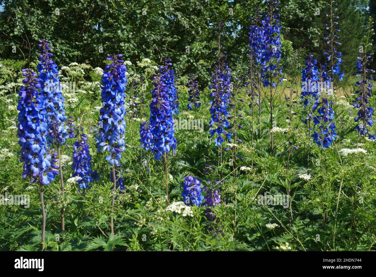 Delphinium family hi-res stock photography and images - Alamy