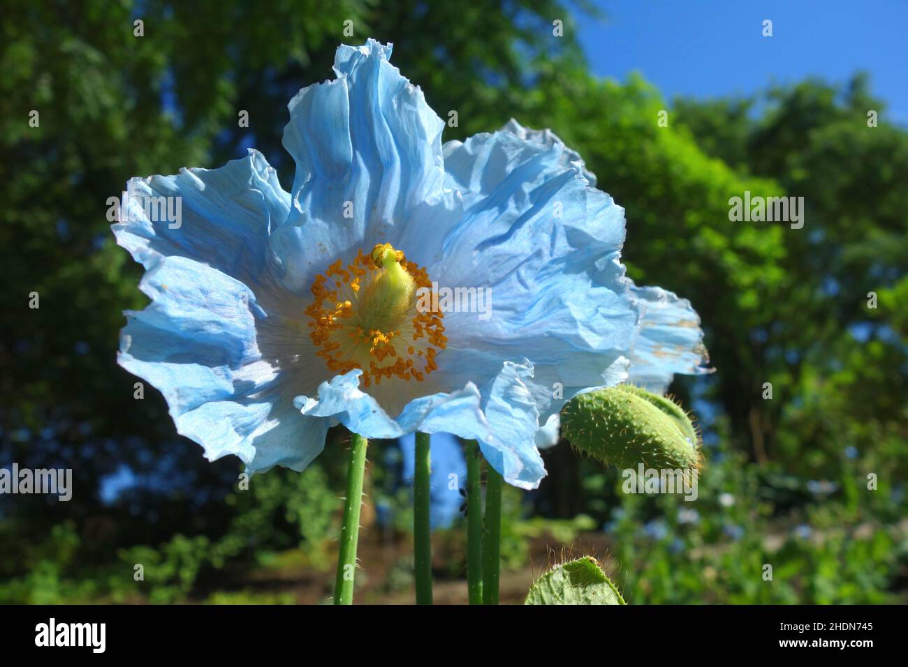 Poppy varieties hi-res stock photography and images - Alamy