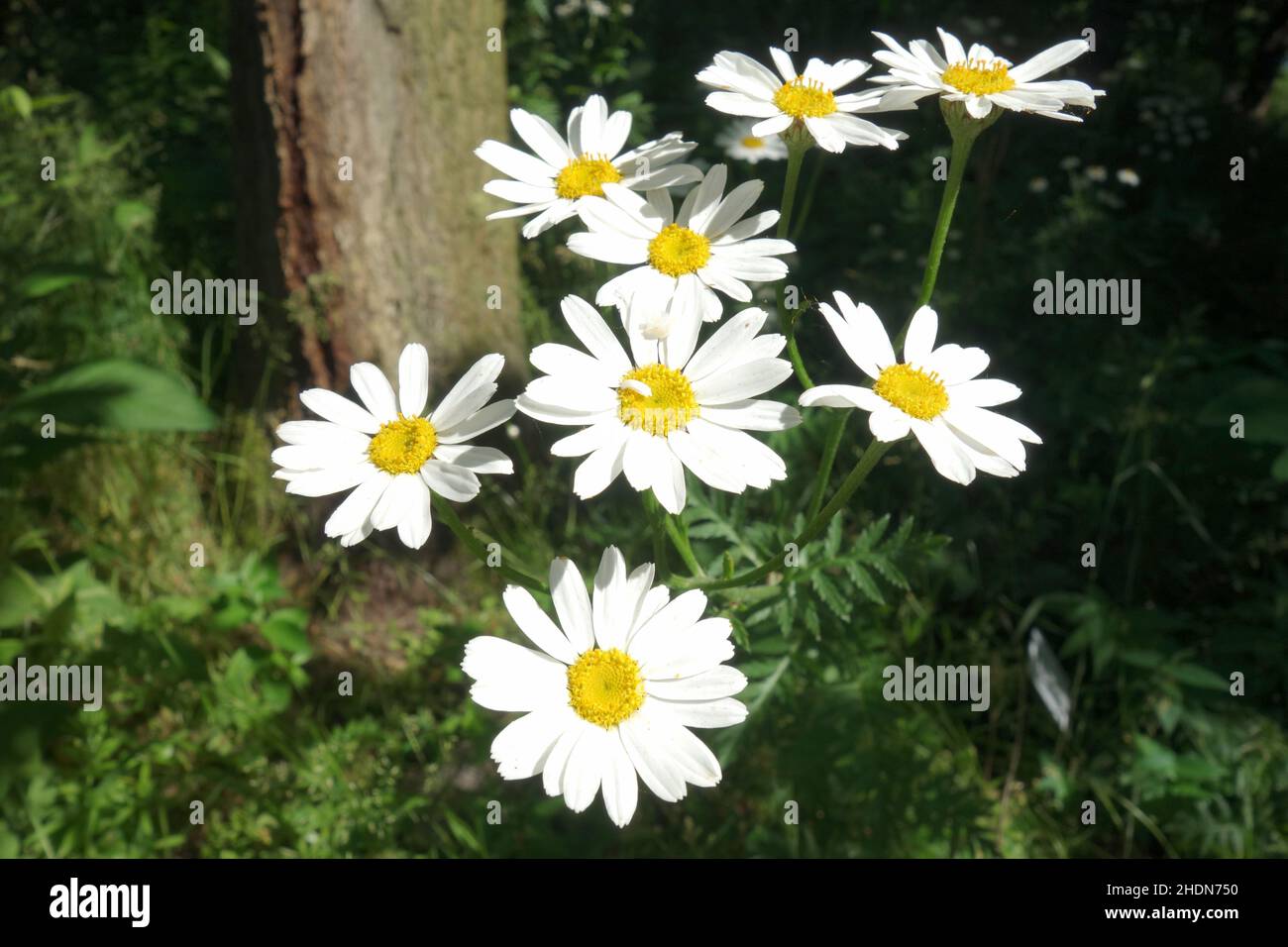Oxeye daisy blossom hi-res stock photography and images - Alamy