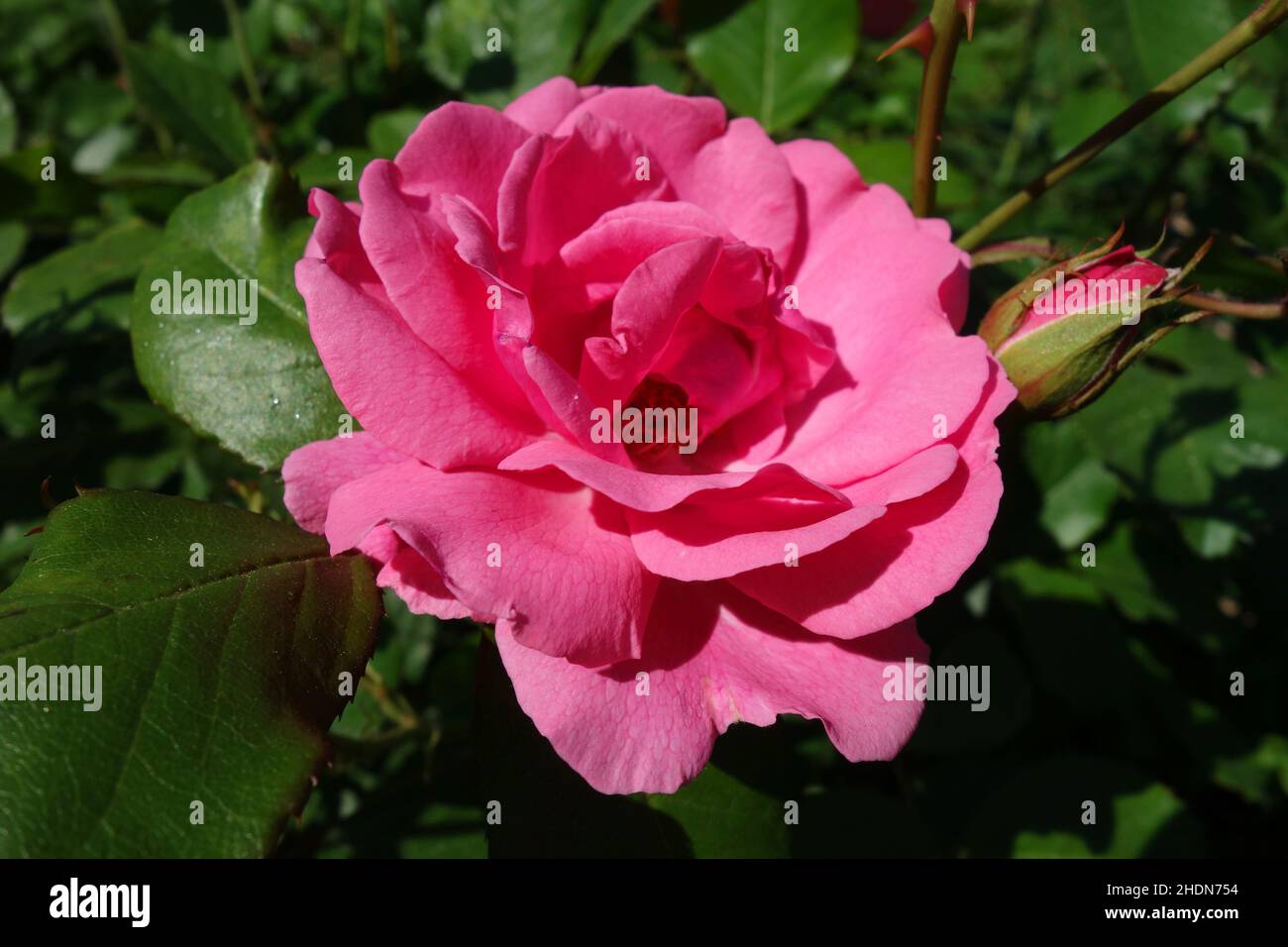 rose, rose petals, roses, rose petal Stock Photo - Alamy
