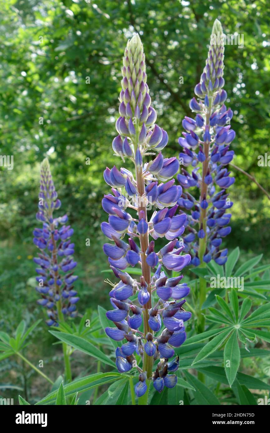 Lupins blossom hi-res stock photography and images - Alamy