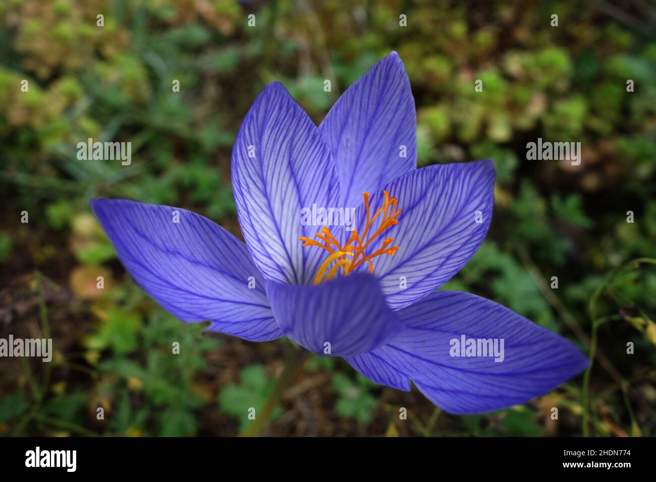 meadow saffron, meadow saffrons Stock Photo - Alamy
