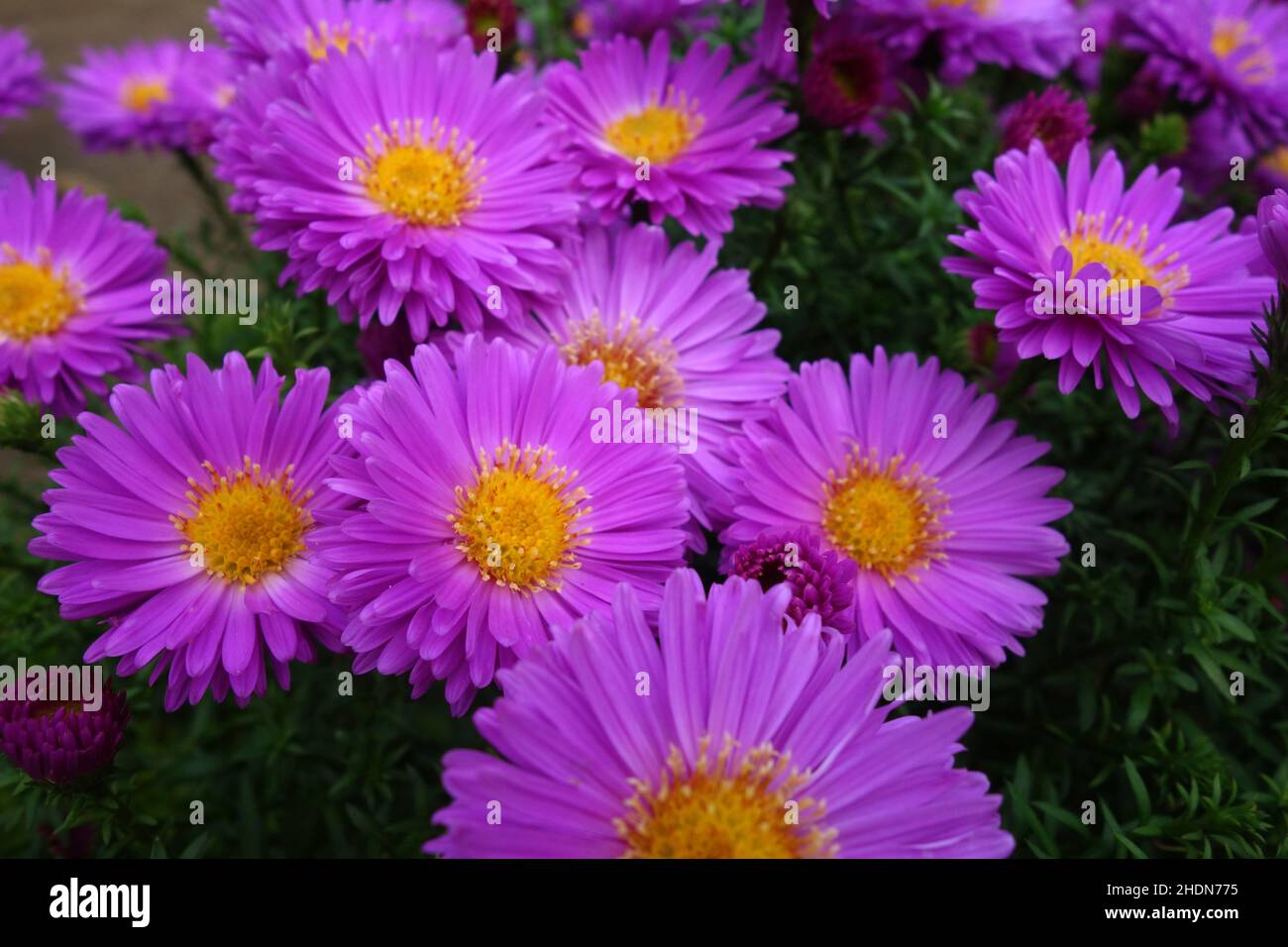 Aster family flowers hi-res stock photography and images - Alamy