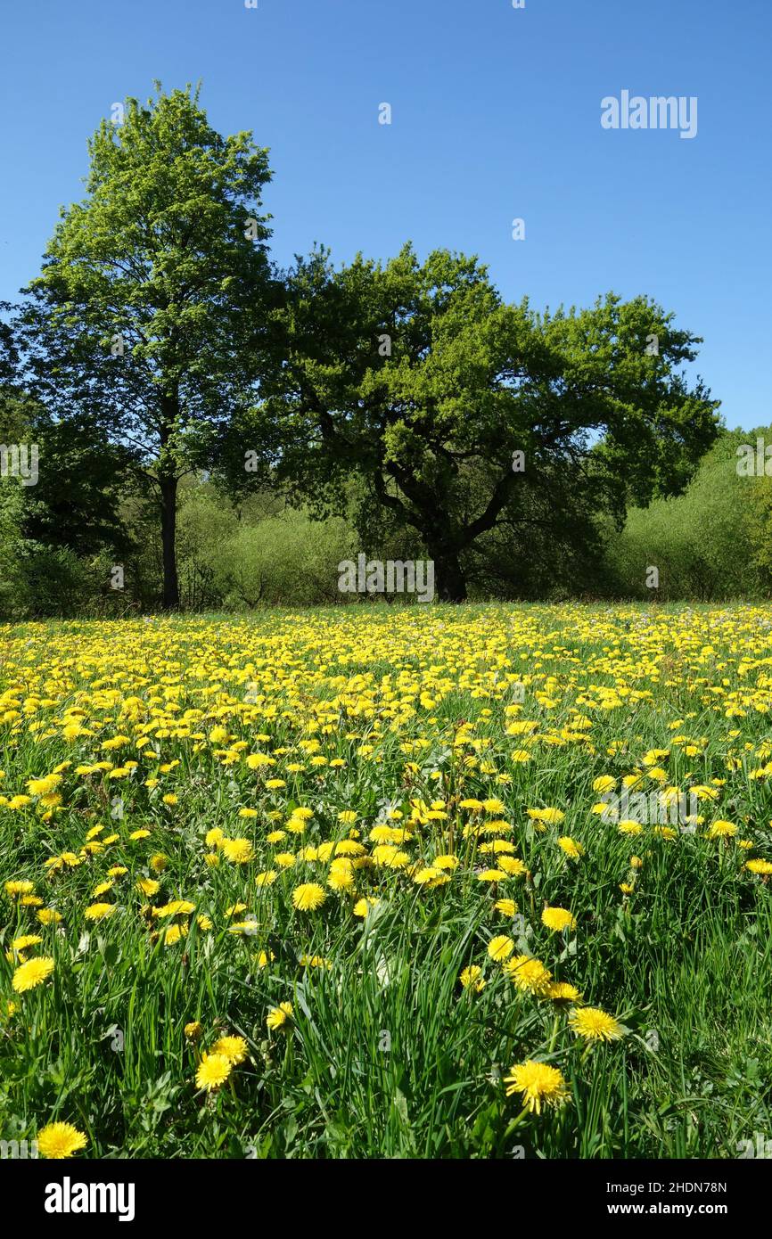 dandelion meadow, dandelion, dandelion meadows, löwenzahn font, dandelions Stock Photo - Alamy