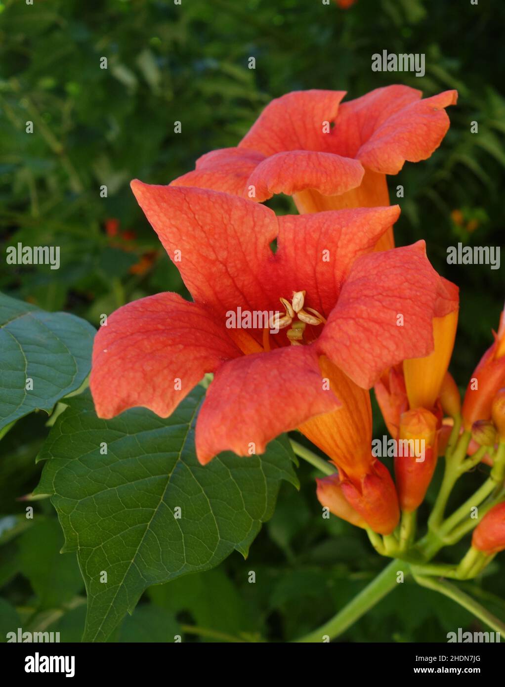 Trumpet flower hi-res stock photography and images - Alamy