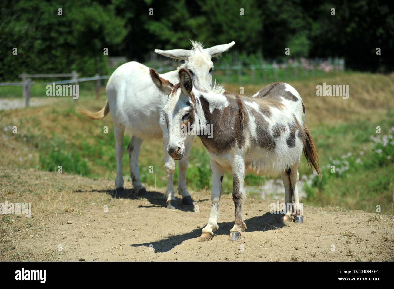 Spotted donkey hi-res stock photography and images - Alamy