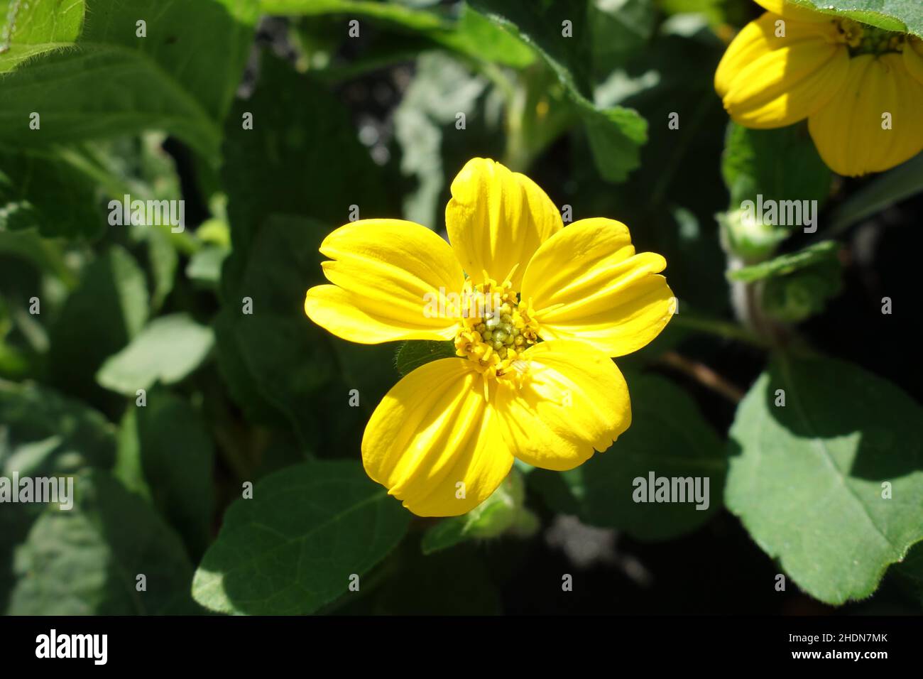 Goldenstar plant hi-res stock photography and images - Alamy
