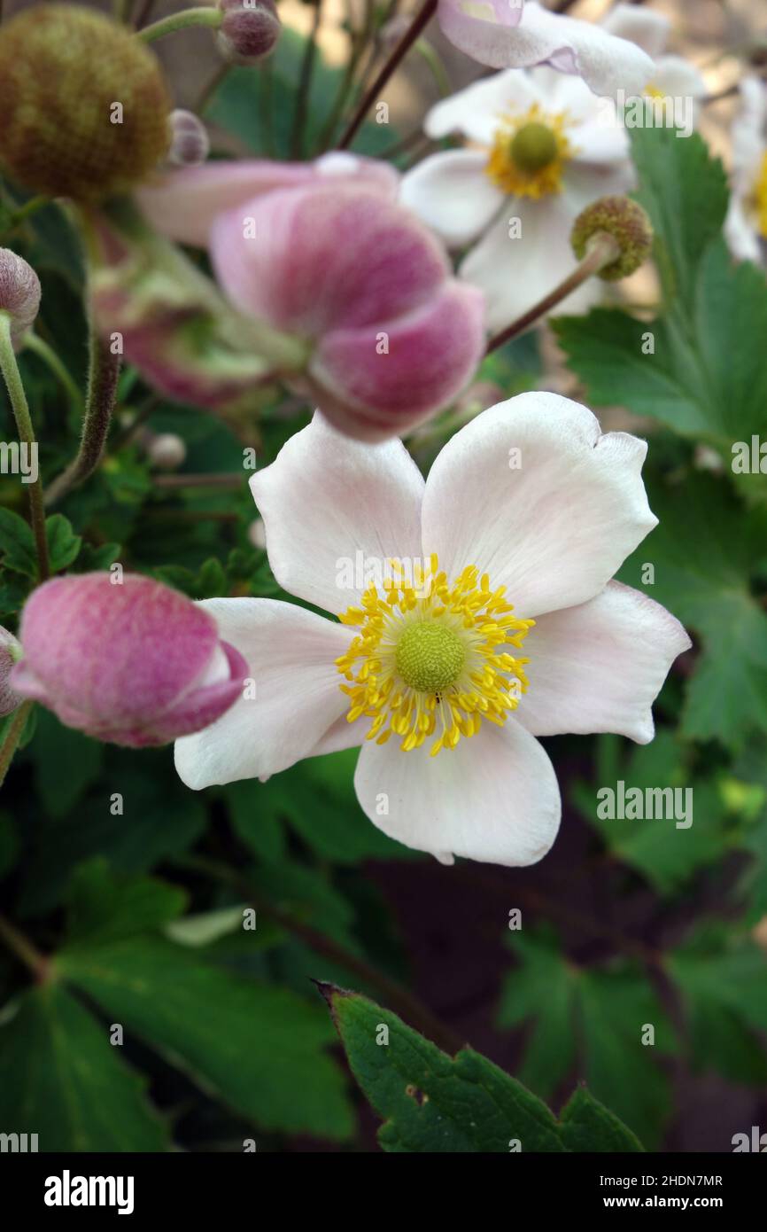 Chinese anemone hi-res stock photography and images - Alamy