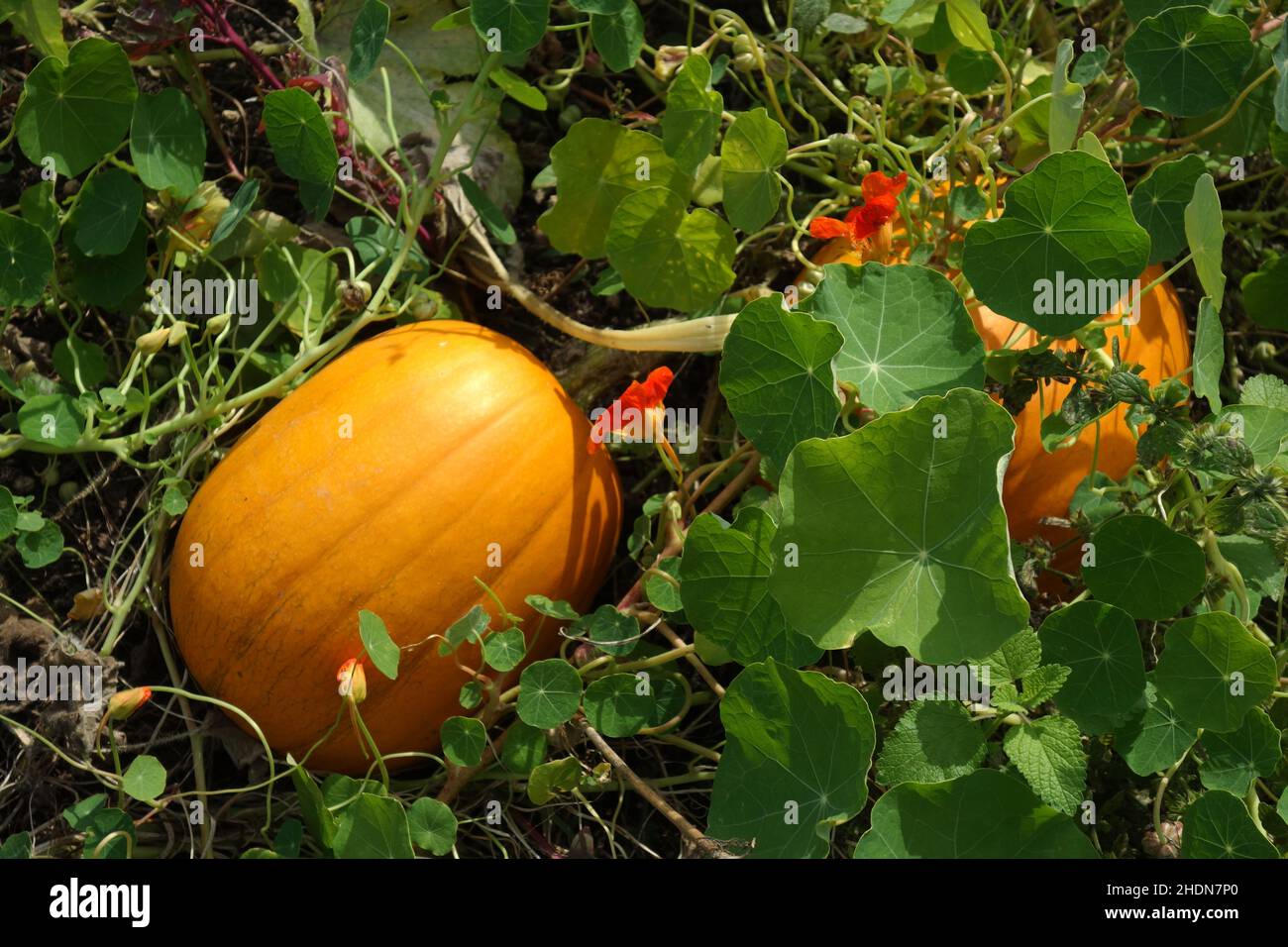 squash, garden cucurbita pepo, squashs, cucurbita pepos Stock Photo - Alamy