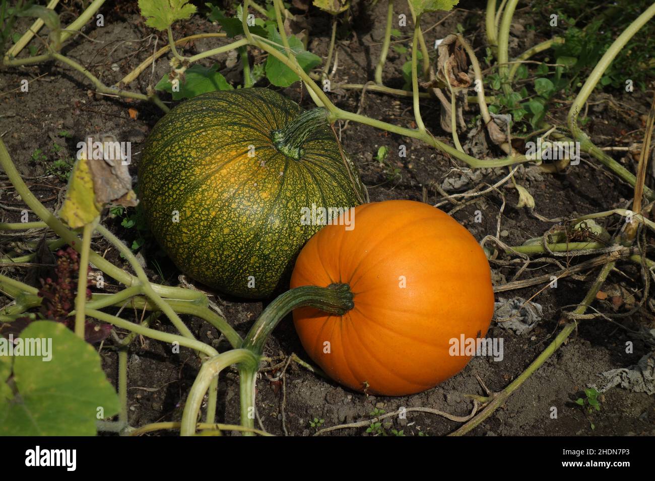 squash, garden cucurbita pepo, squashs, cucurbita pepos Stock Photo - Alamy