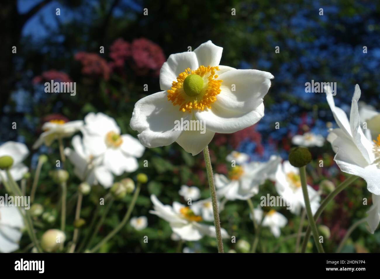 Chinese anemone hi-res stock photography and images - Alamy