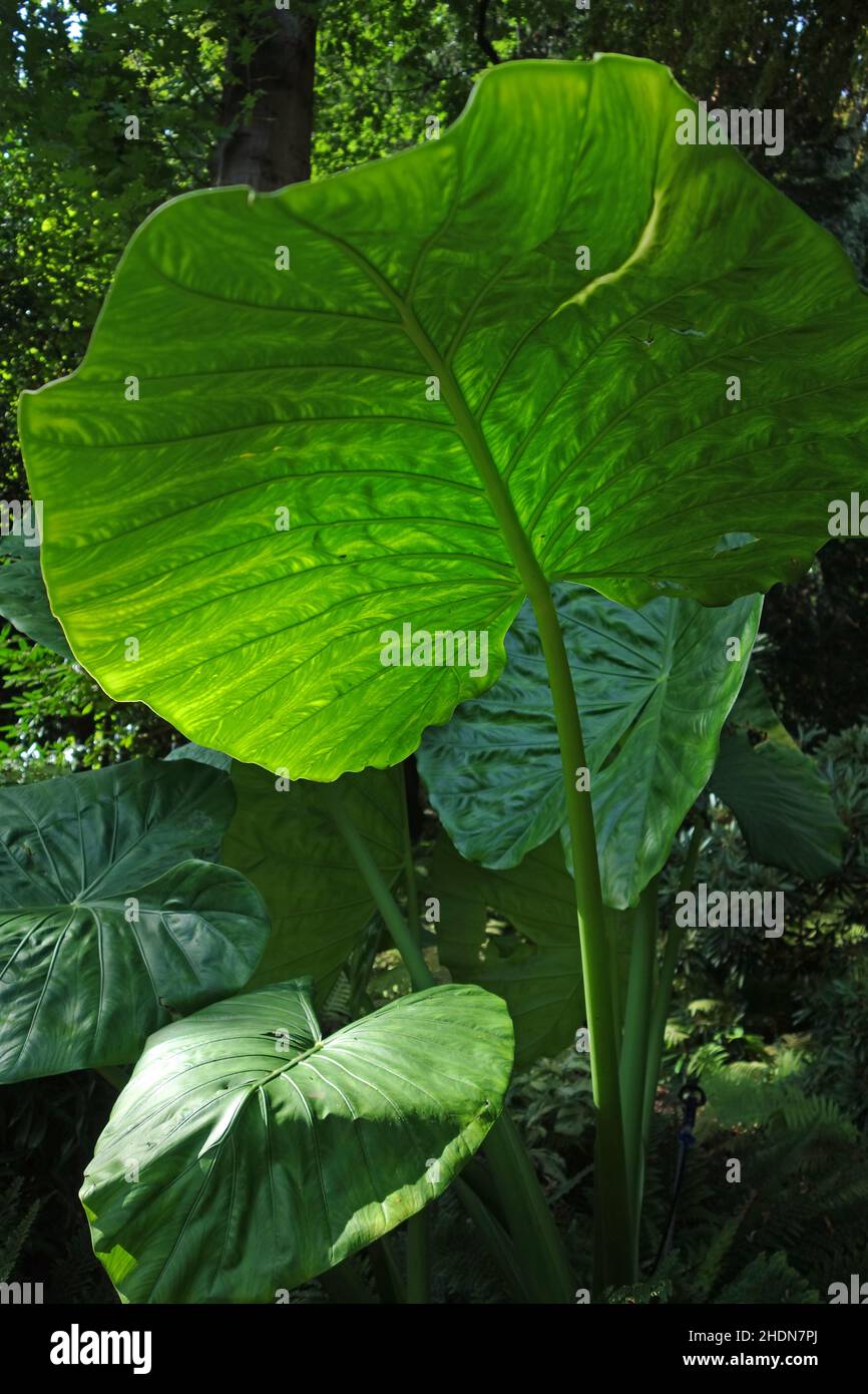 Giant plant plants hi-res stock photography and images - Alamy