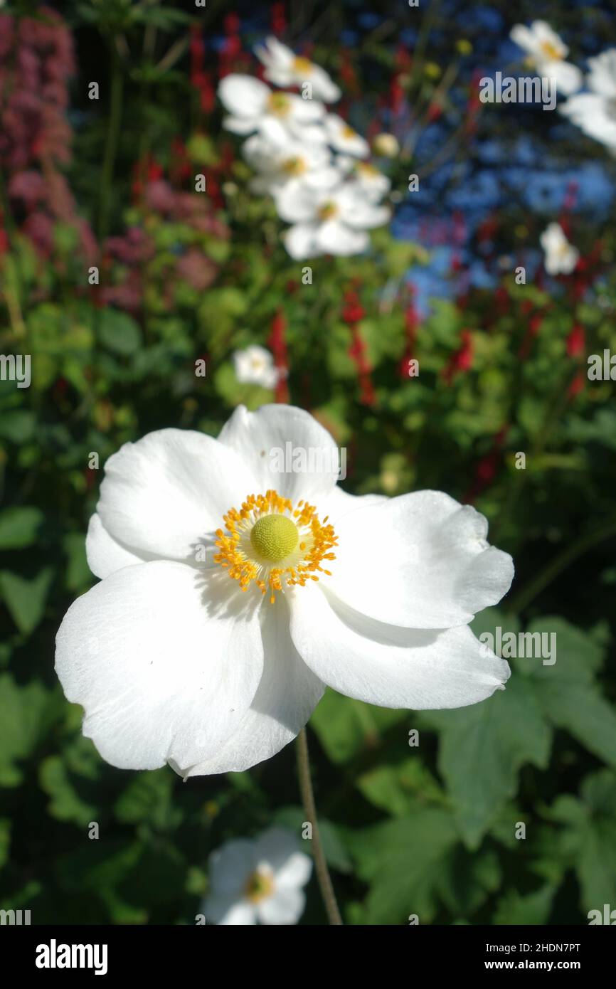 Ornamental anemone hi-res stock photography and images - Alamy