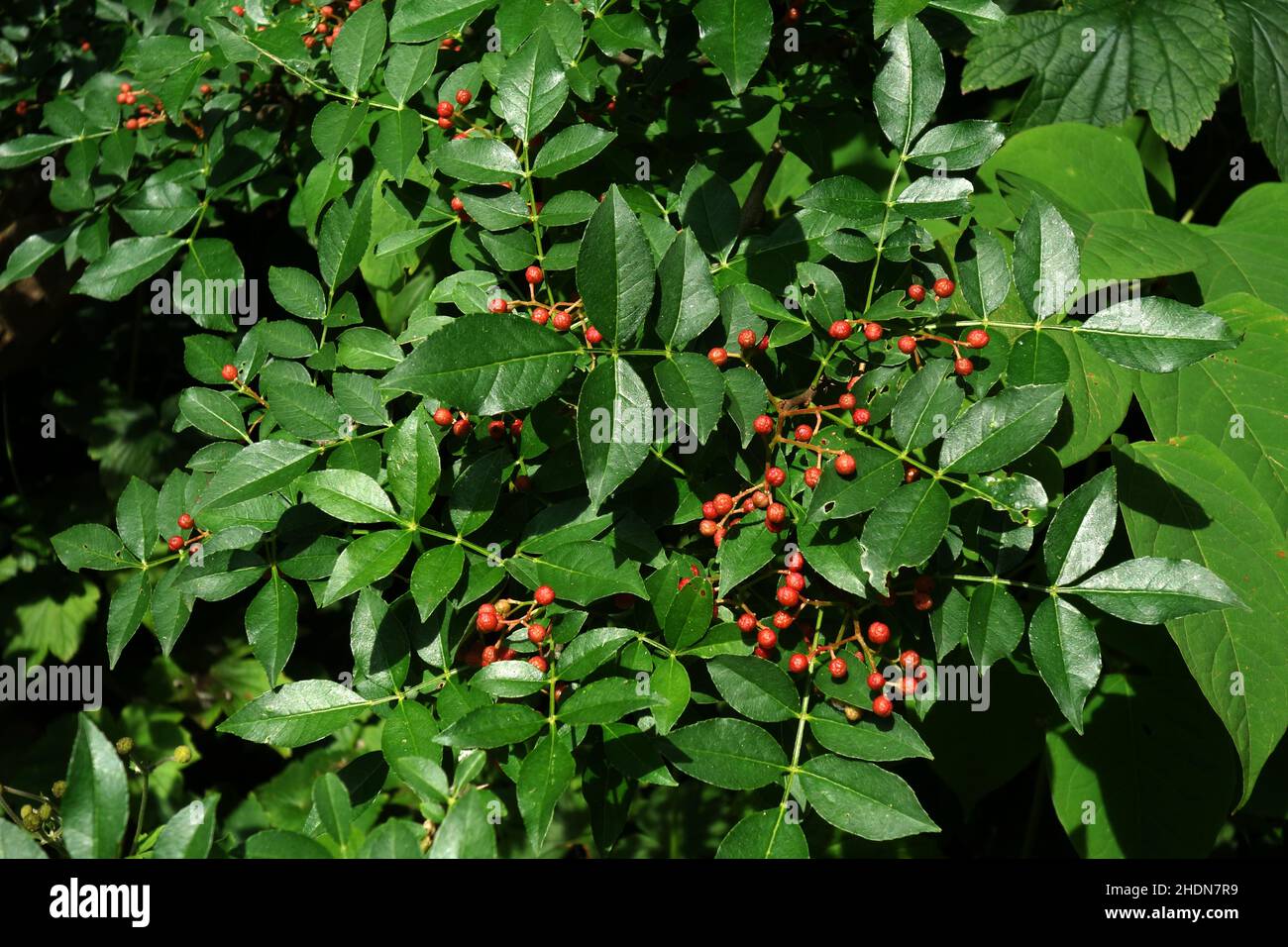 Zanthoxylum fruit hi-res stock photography and images - Alamy