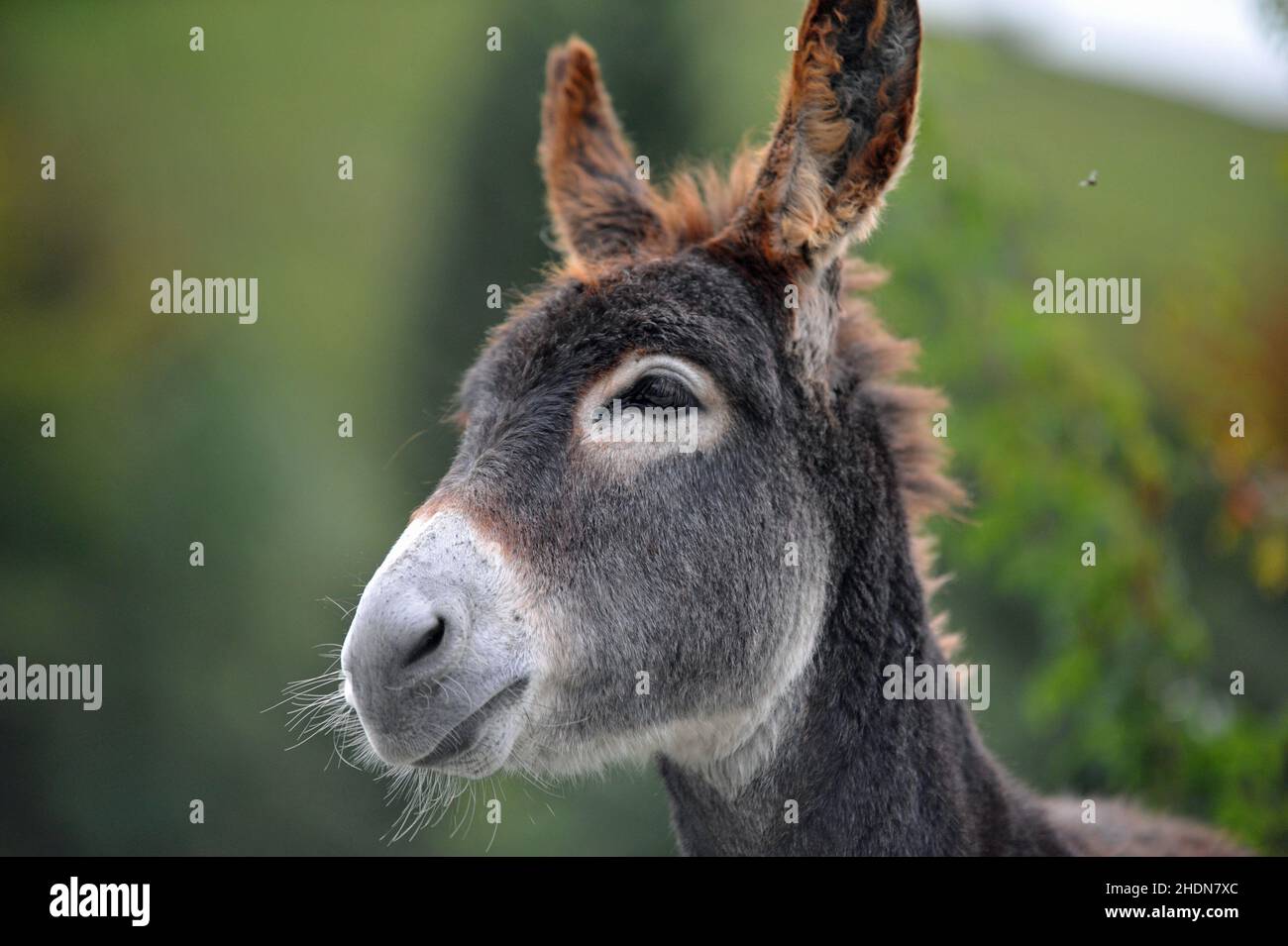 Draft donkey hi-res stock photography and images - Alamy