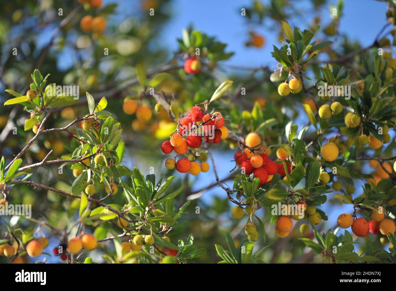 litchi, lychee tree, litchis Stock Photo - Alamy