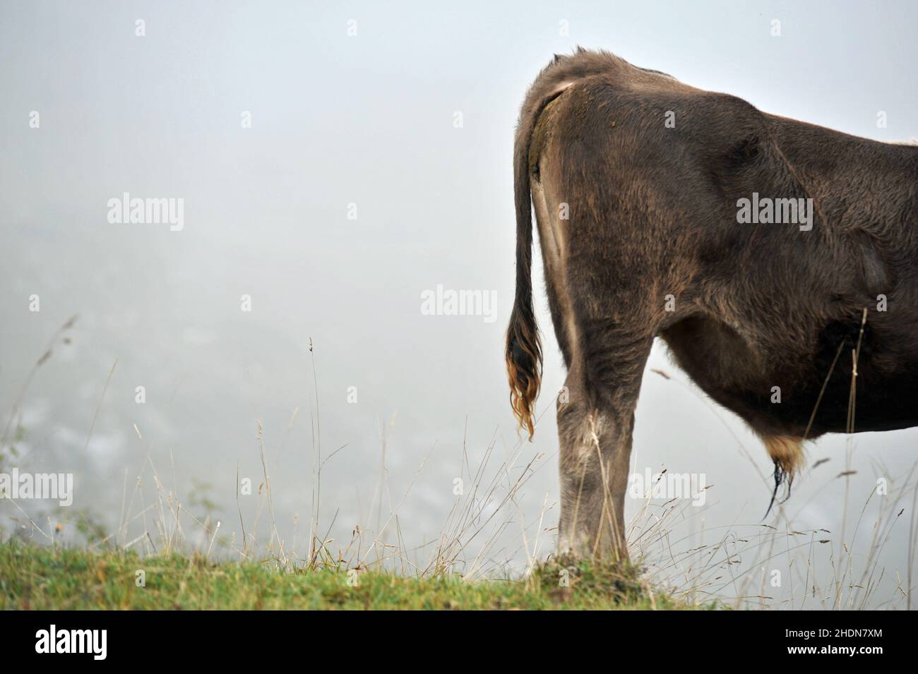 Rear Ends High Resolution Stock Photography and Images - Alamy
